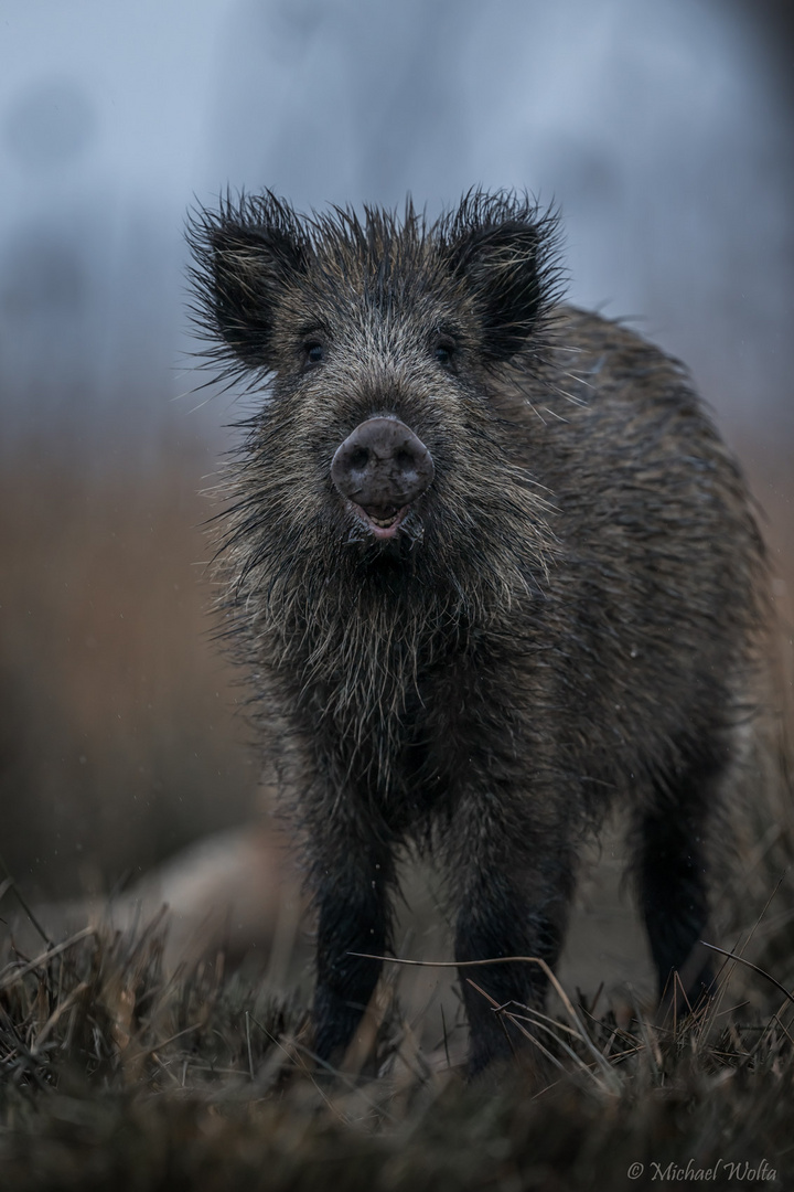 Sauwetter Foto & Bild | tiere, regen, natur Bilder auf fotocommunity