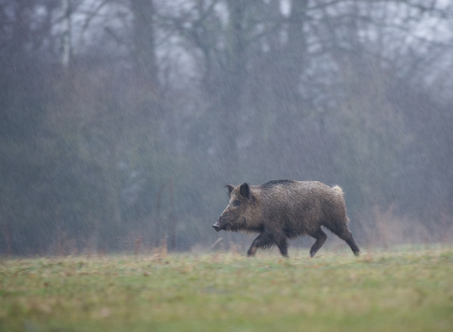 SAUWETTER.... Foto & Bild | tiere, wildlife, säugetiere Bilder auf fotocommunity