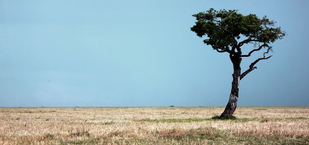 Savane photo et image | special, exercices photo Images fotocommunity