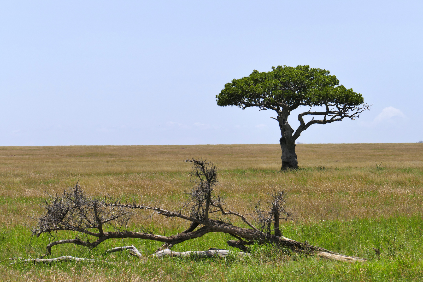 ...Savanne... Foto & Bild | world, afrika, africa Bilder auf fotocommunity