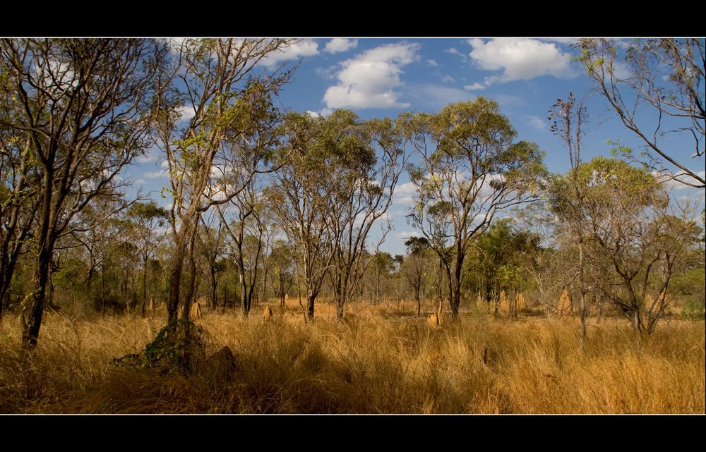 Savanne Foto & Bild | landschaft, lebensräume, natur Bilder auf ...