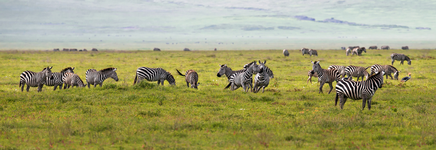 Savanne. Foto & Bild | natur, tiere, wildlife Bilder auf fotocommunity