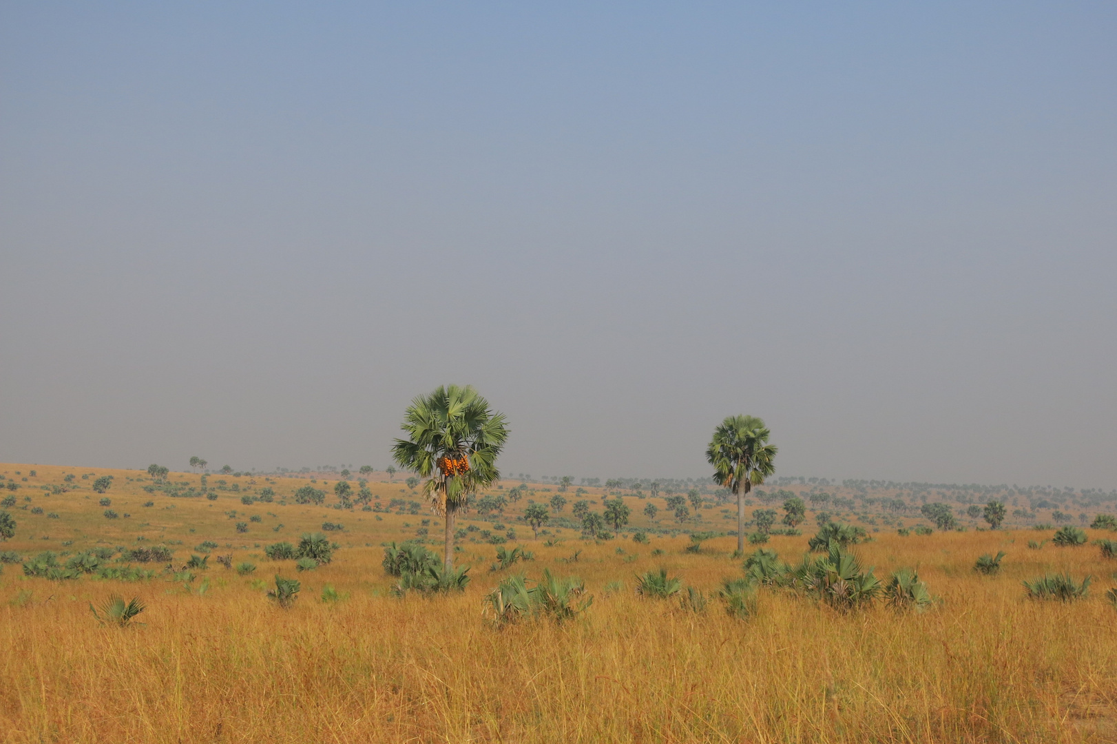 Savanne im Murchinson-Falls-Nationalpark Foto & Bild | africa, eastern ...
