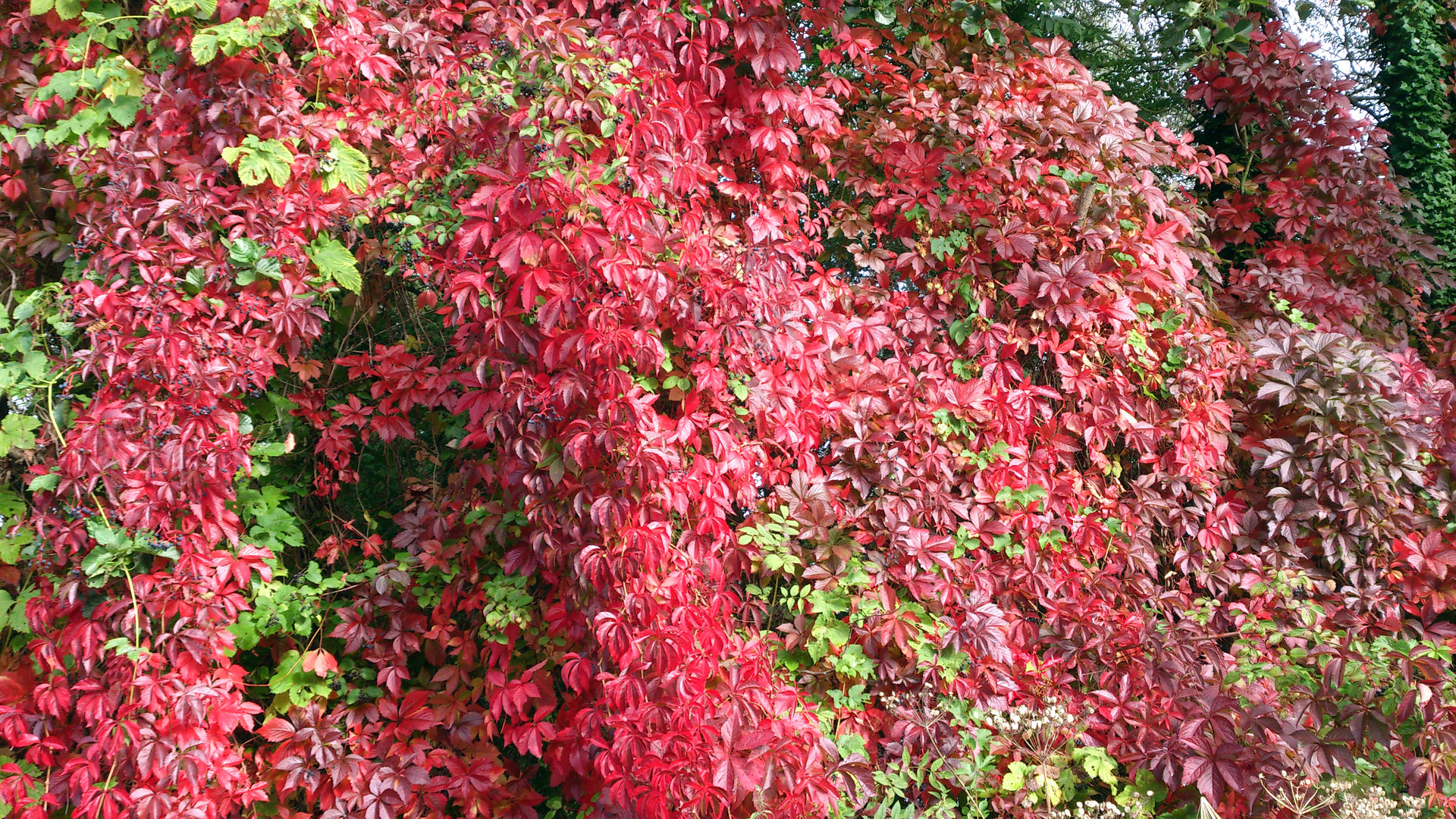 saveur d'automne (3) les feuillus virent au rouge! photo et image | les ...