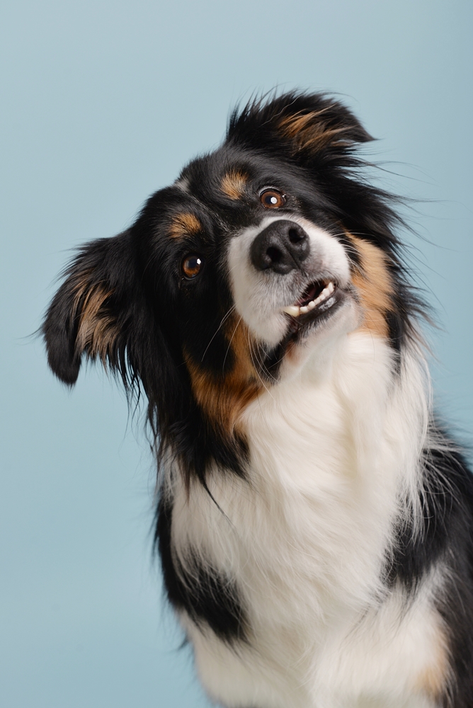 Say whaaaat? Foto & Bild | tiere, haustiere, hunde Bilder auf fotocommunity