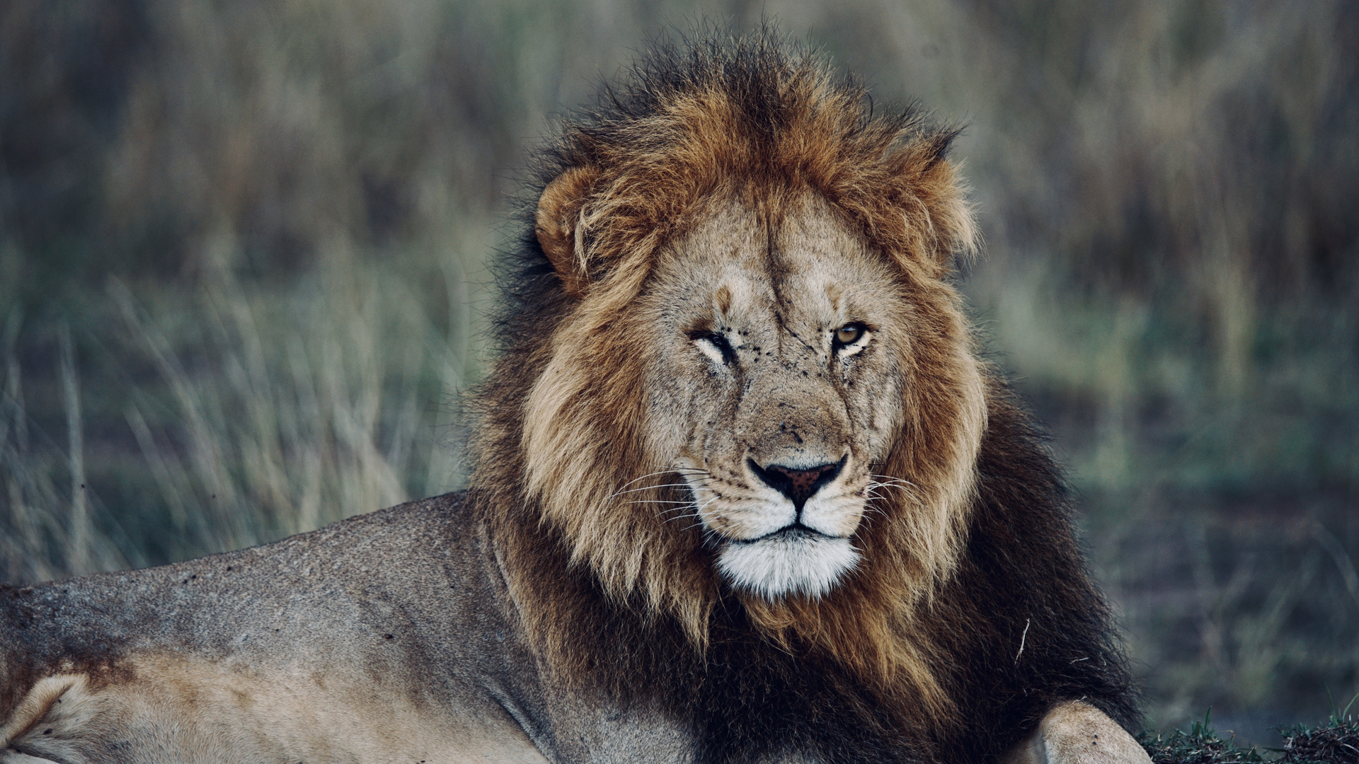 Scar Foto & Bild | tiere, wildlife, säugetiere Bilder auf fotocommunity