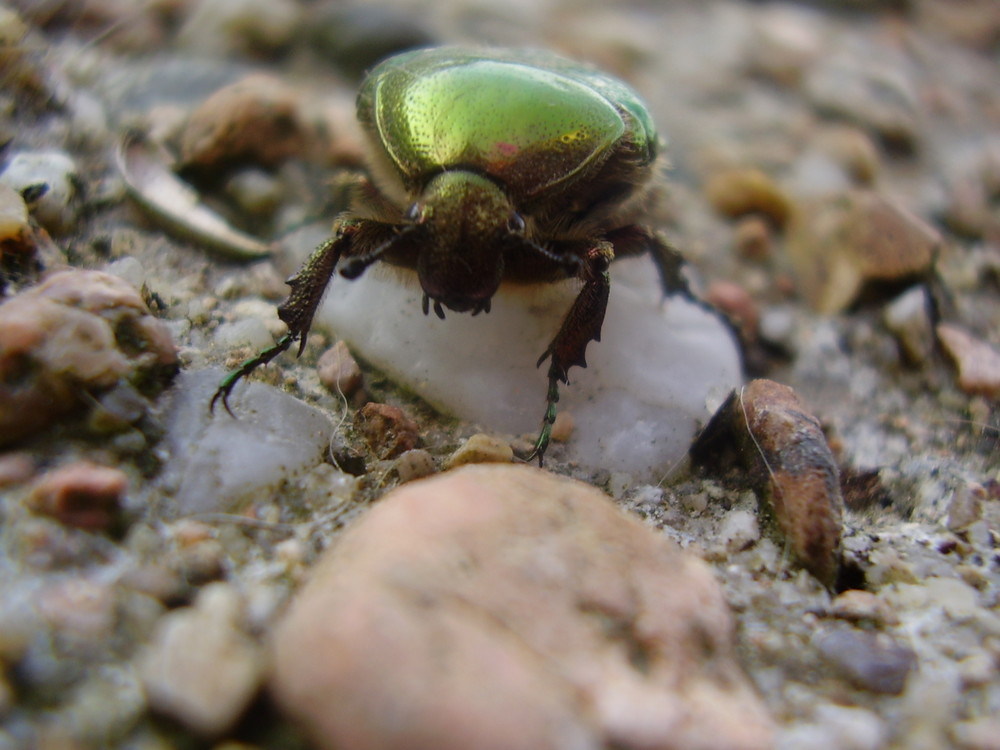 scarabé photo et image | macro nature, macro insectes, nature Images ...