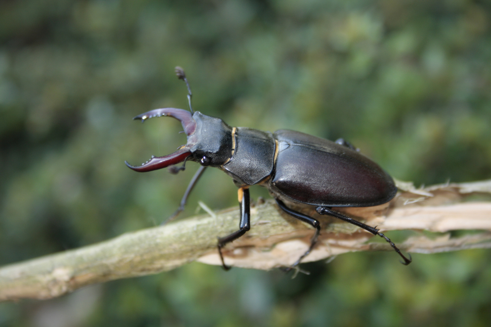 Scarabé lucane mâle photo et image | animaux, animaux sauvages, scarabé ...