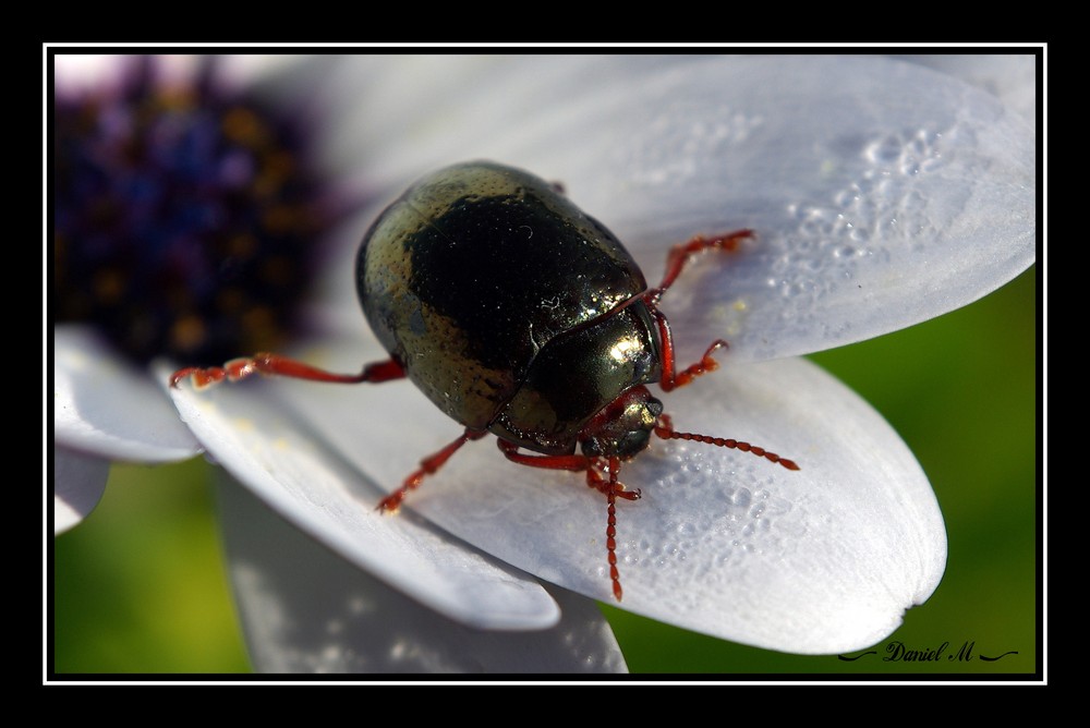 Scarabée photo et image | macro nature, macro insectes ...