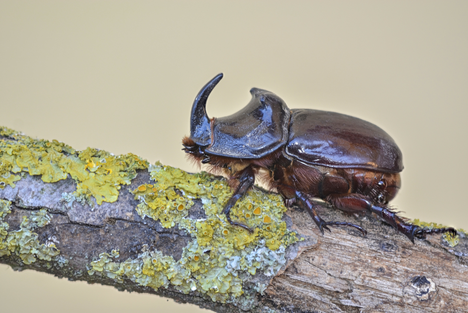 scarabeo rinoceronte Foto % Immagini| photography, macro, insetti Foto ...