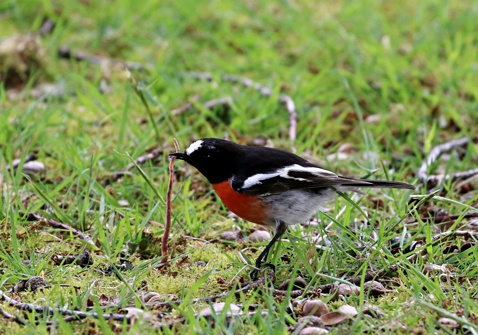 Scarlet Robin ... Foto & Bild | natur, tiere, vögel Bilder auf ...