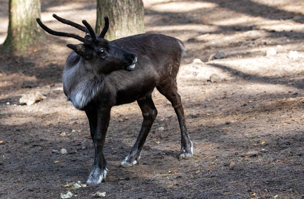 Sch... der Schlitten kommt 001 Foto & Bild | deutschland, europe ...