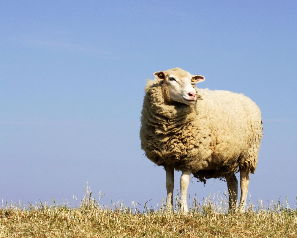 Schaaf Foto & Bild | tiere, wildlife, säugetiere Bilder auf fotocommunity