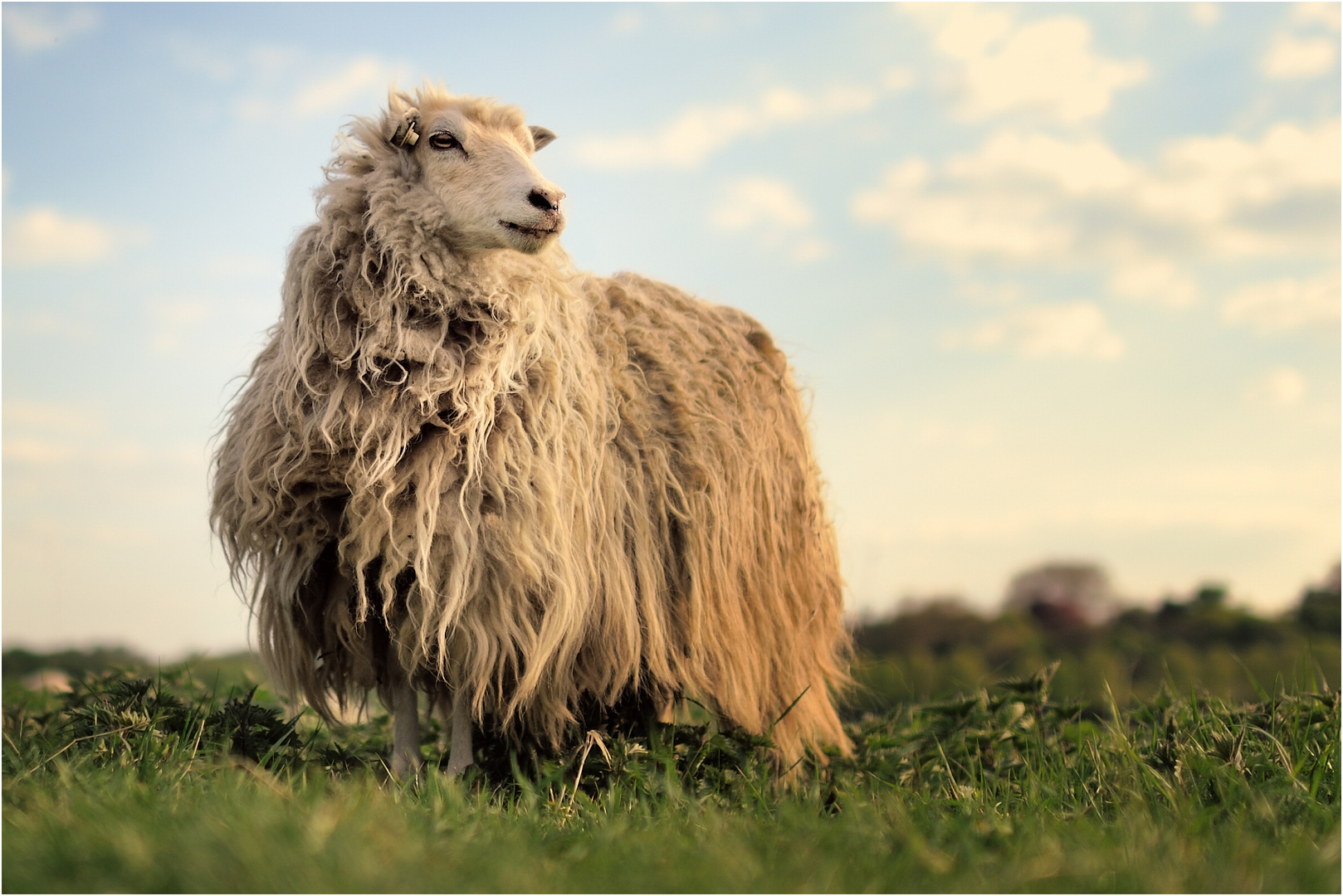 Schaaf Posing Foto & Bild | tiere, wildlife, wildlife: sonstige tiere ...