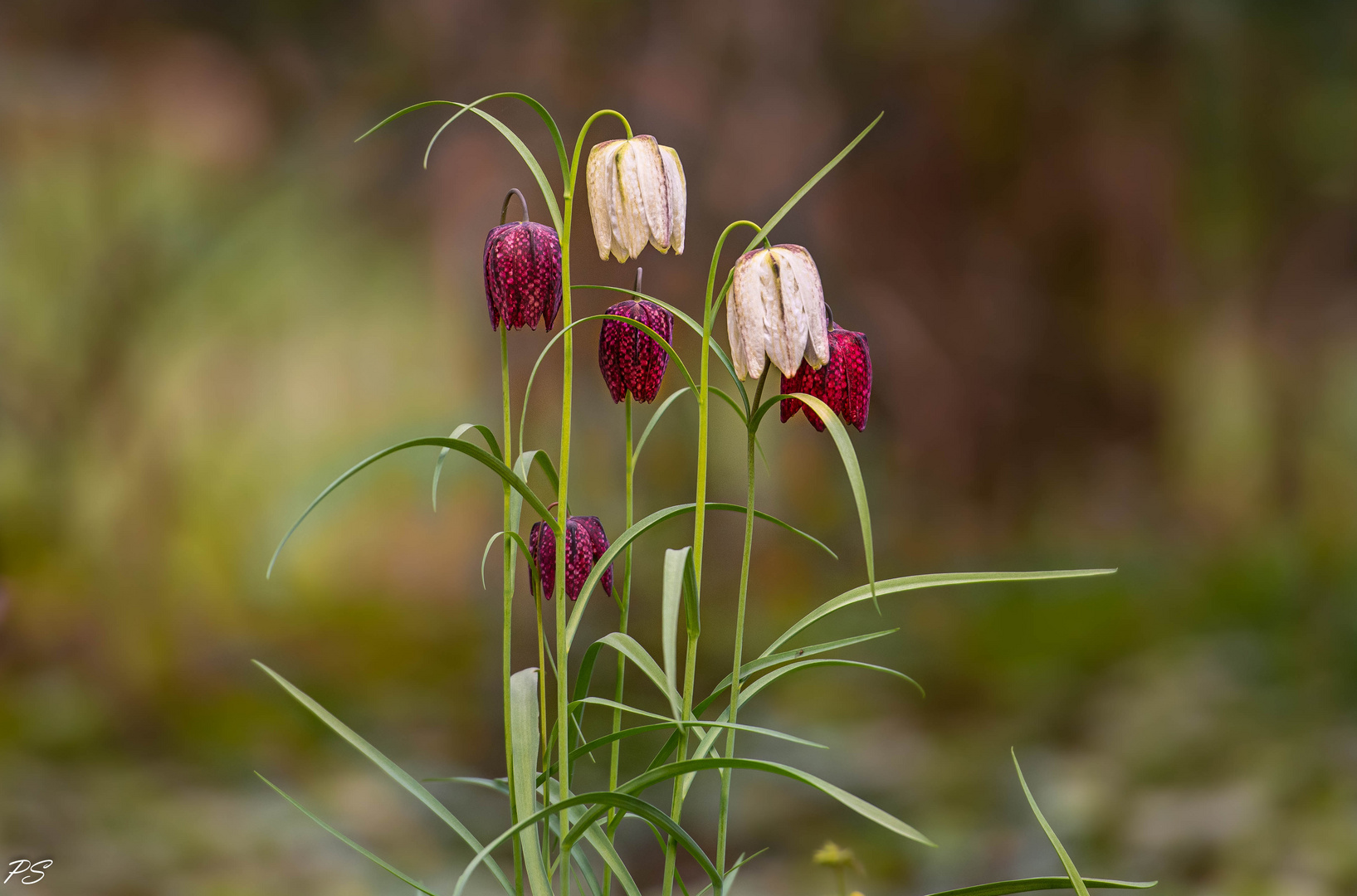 Schachblume / Chess flower Foto & Bild | frühling, natur, blüten Bilder ...