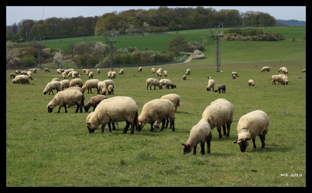 Schäfchen... Foto & Bild | tiere, haustiere, nutztiere Bilder auf ...