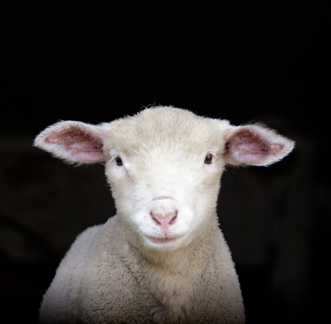 Schäfchen Foto & Bild | tiere, tierkinder, schafe Bilder auf fotocommunity