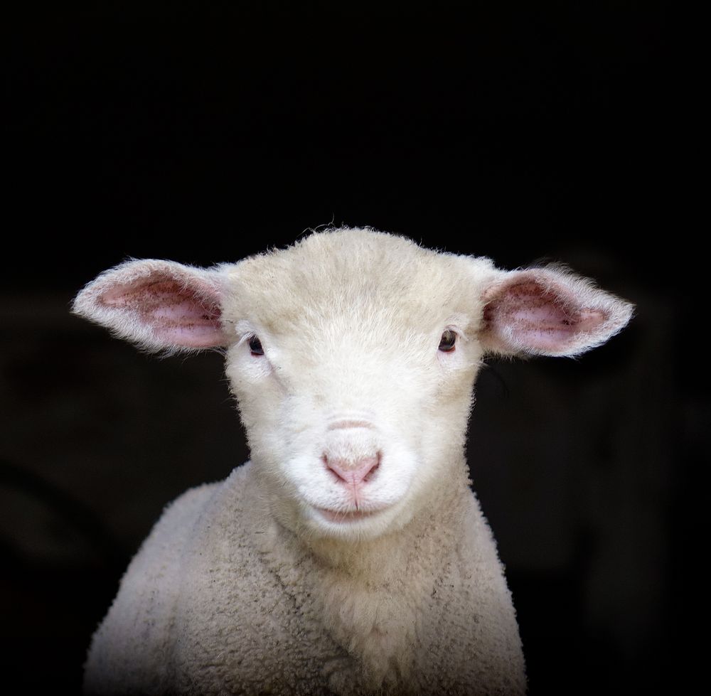 Schäfchen Foto & Bild | tiere, tierkinder, schafe Bilder auf fotocommunity