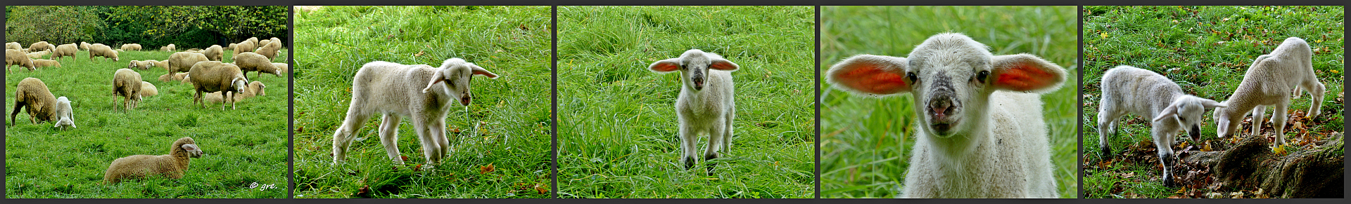 Schäfchen Foto & Bild | natur, tiere, tierkinder Bilder auf fotocommunity