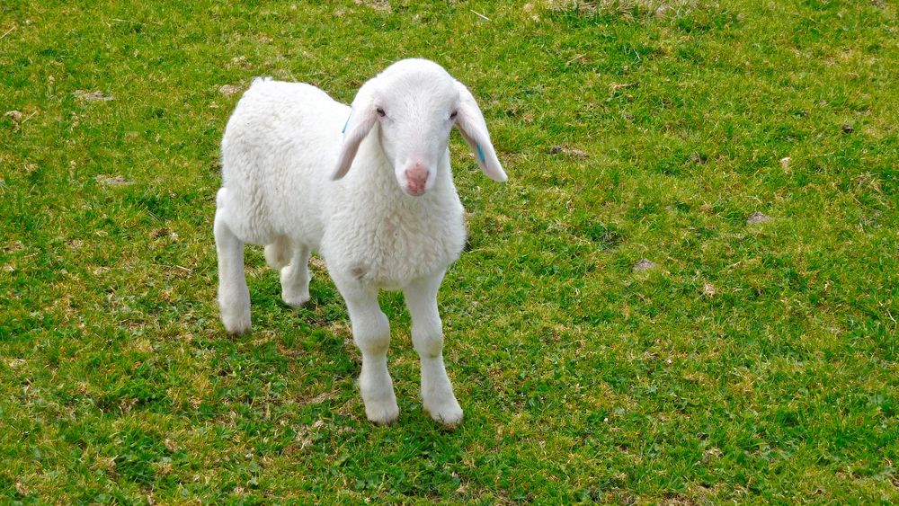 Schäfchen Foto & Bild | natur, tiere, wildlife Bilder auf fotocommunity