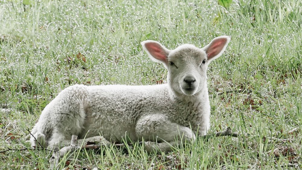 Schäfchen Foto & Bild | europe, united kingdom & ireland, scotland ...