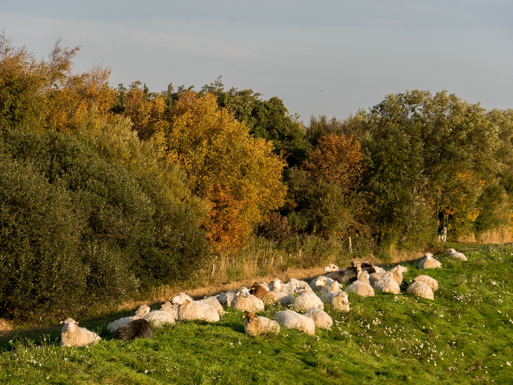 Schäfchen Foto & Bild | tiere Bilder auf fotocommunity