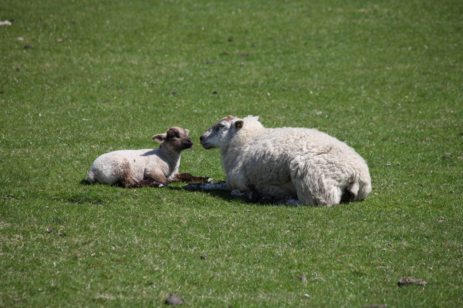 Schaefchen Foto & Bild | nordsee, schaf, tiere Bilder auf fotocommunity