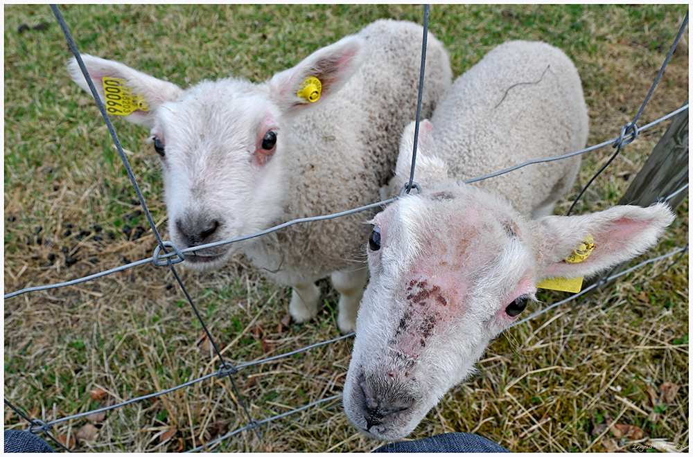 Schäfchen Foto & Bild | tiere, tierkinder, natur Bilder auf fotocommunity