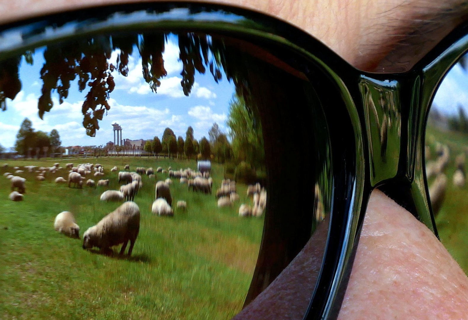 Schäfchen Foto & Bild | tiere, haustiere, nutztiere Bilder auf ...