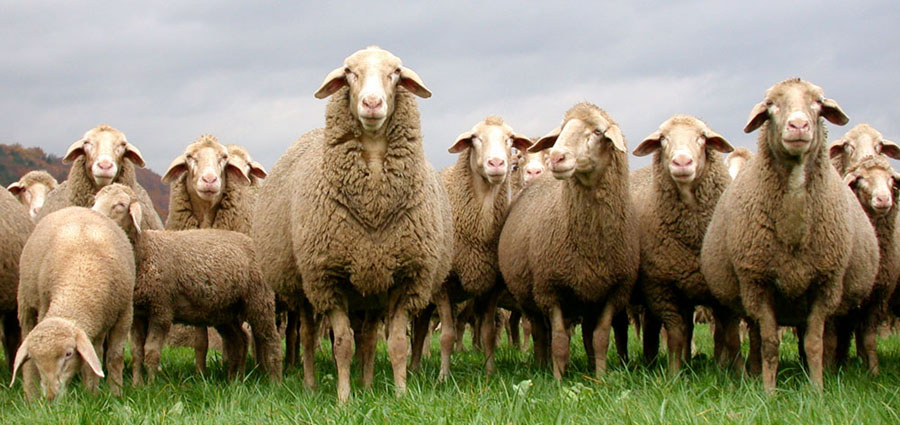 Schaefchen Foto & Bild | stillleben, food-fotografie, motive Bilder auf ...