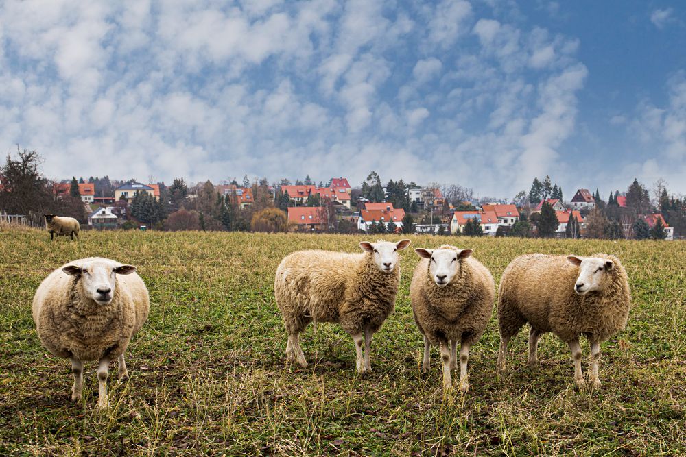Schäfchen Wolken Foto & Bild | tiere, haustiere, nutztiere Bilder auf ...