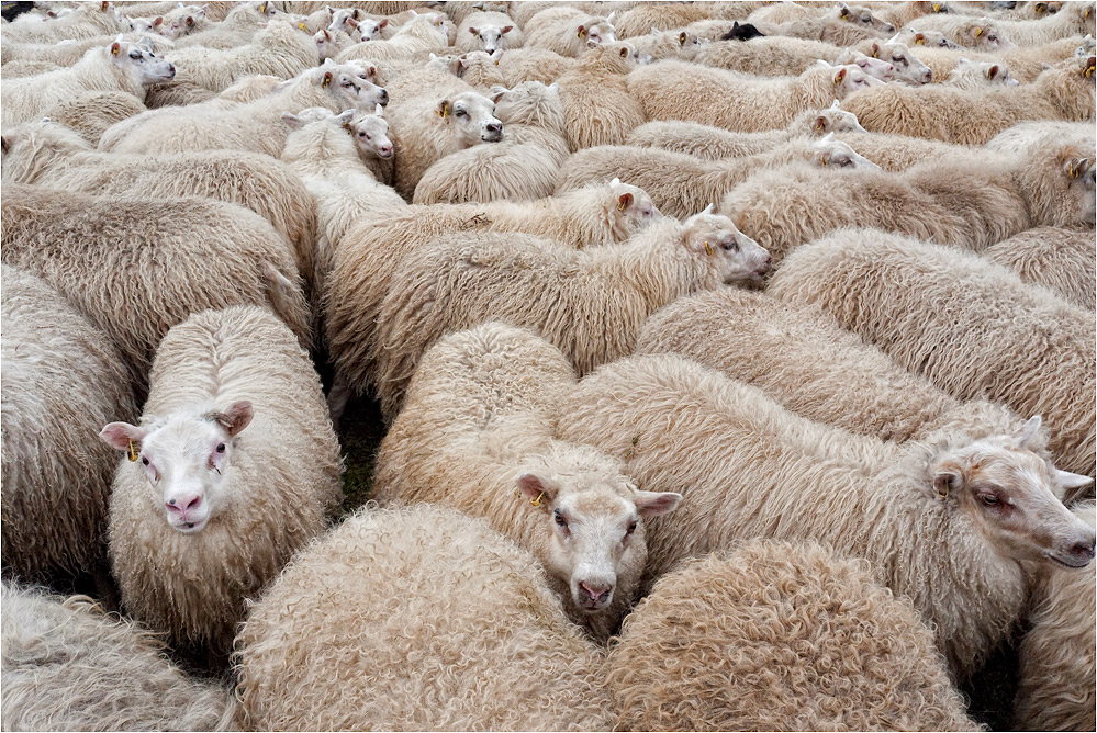 Schäfchen zählen.... Foto & Bild | europe, scandinavia, iceland Bilder ...