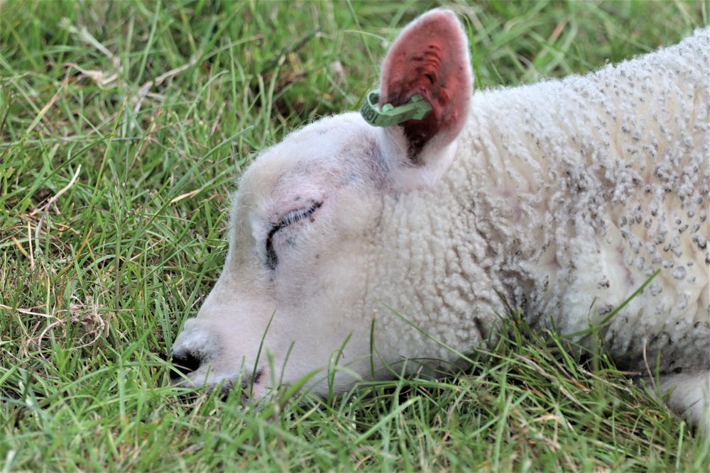 Schäfchen zählen.... Foto & Bild | quatsch, fun und rätselecke, fotos ...
