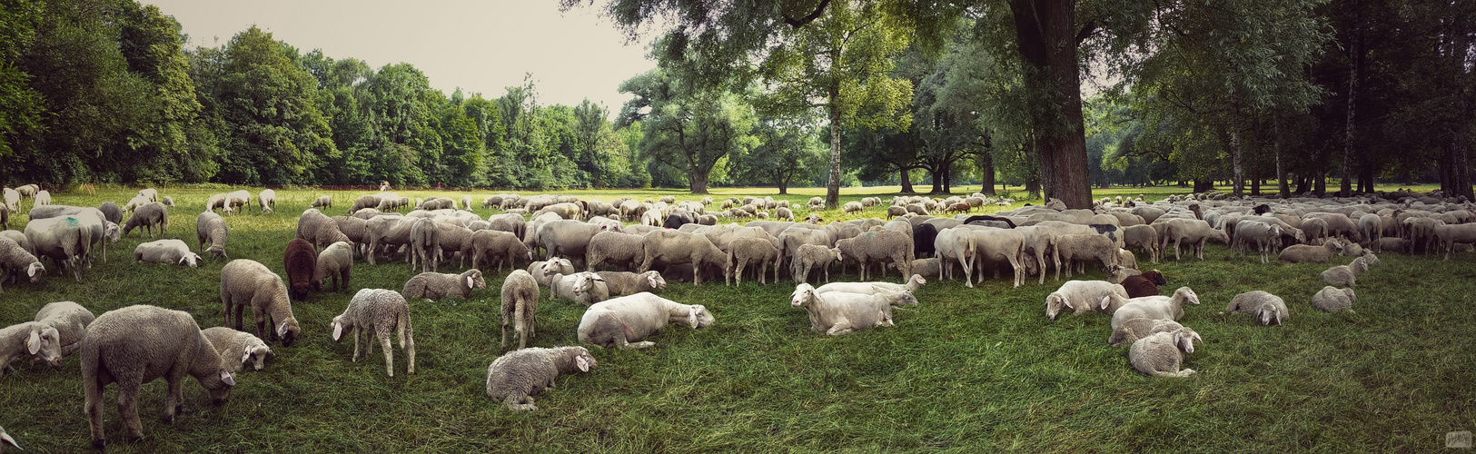 Schäfchen zählen Foto & Bild | wiese, panorama, natur Bilder auf ...