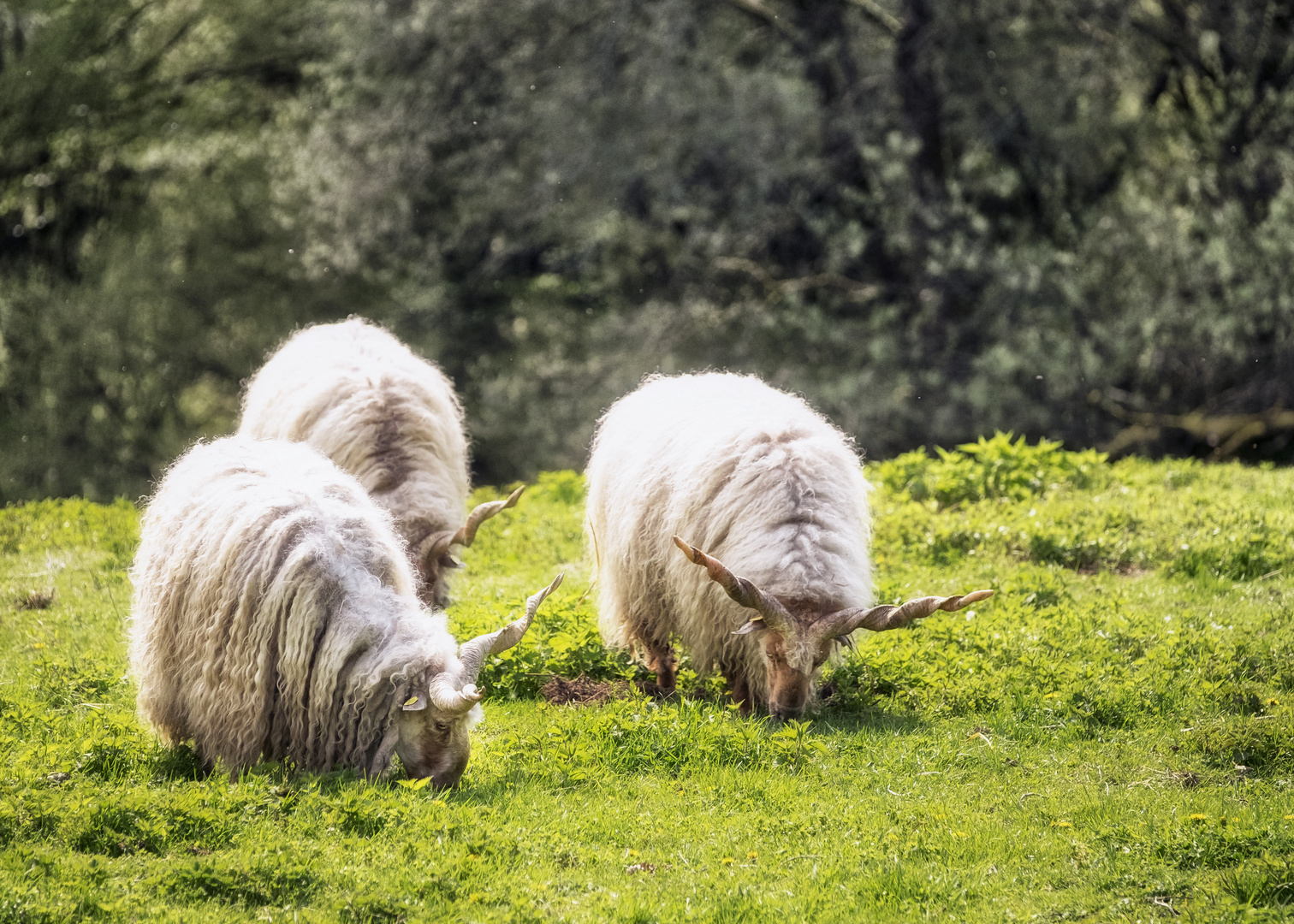 Schäfchen zählen ... Foto & Bild | tiere, zoo, wildpark & falknerei ...