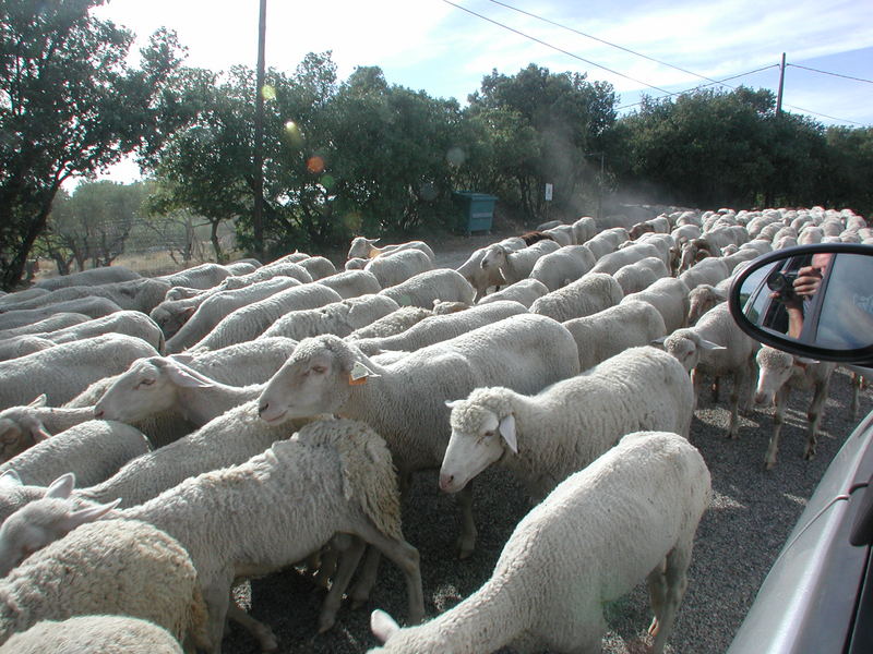 Schäfchen zählen! Foto & Bild | europe, france, provence-alpes-côte d ...