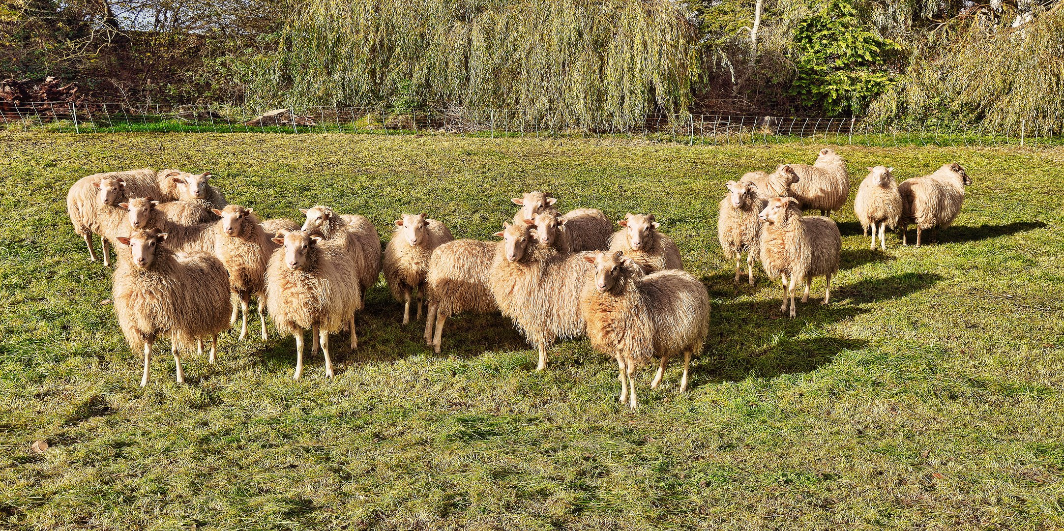 Schäfchen zählen und entspannen Foto & Bild | park, natur, landschaft ...