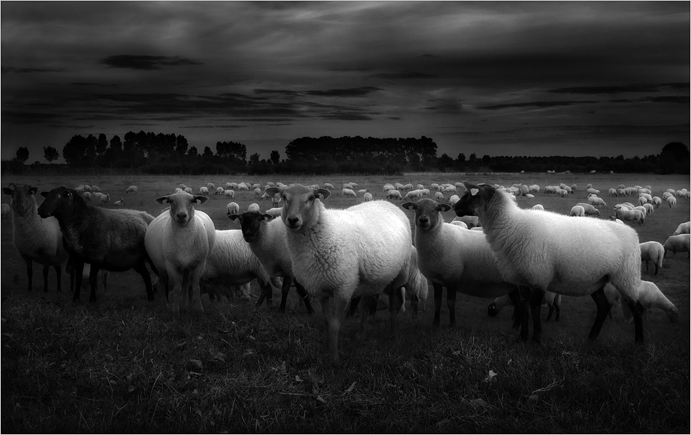 Schäfchen zählen - wieviele sind es? Foto & Bild | landschaft, Äcker ...