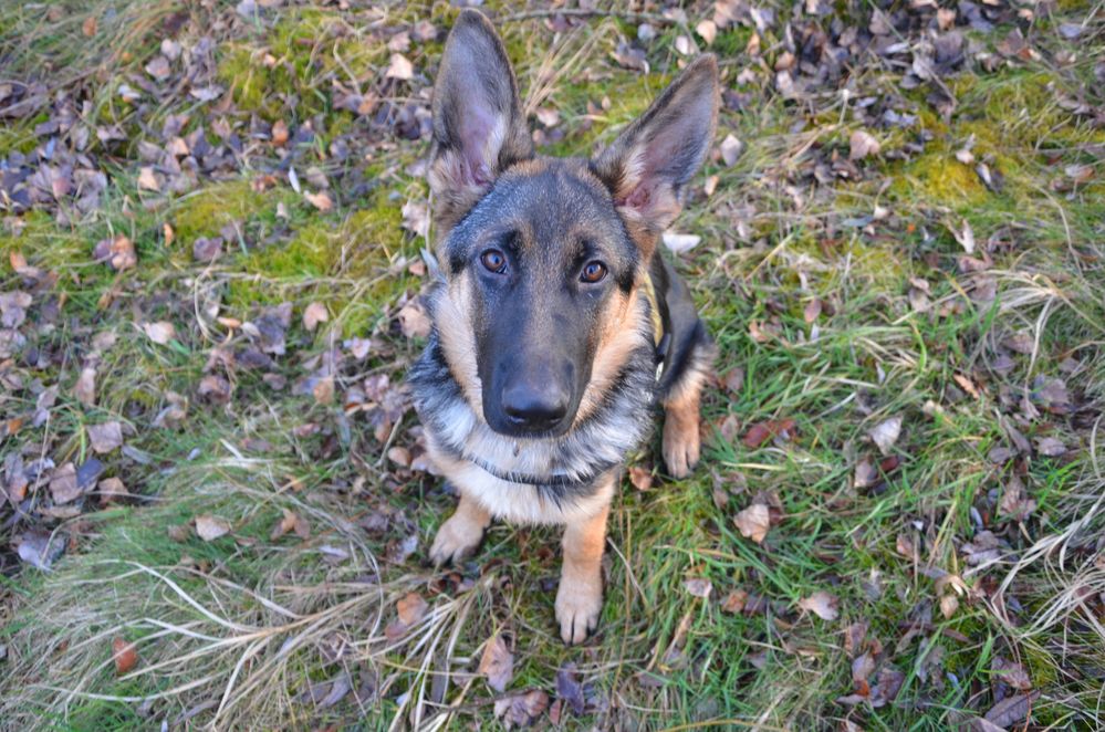 Schäferhund-Blick Foto & Bild | tiere, haustiere, hunde Bilder auf ...