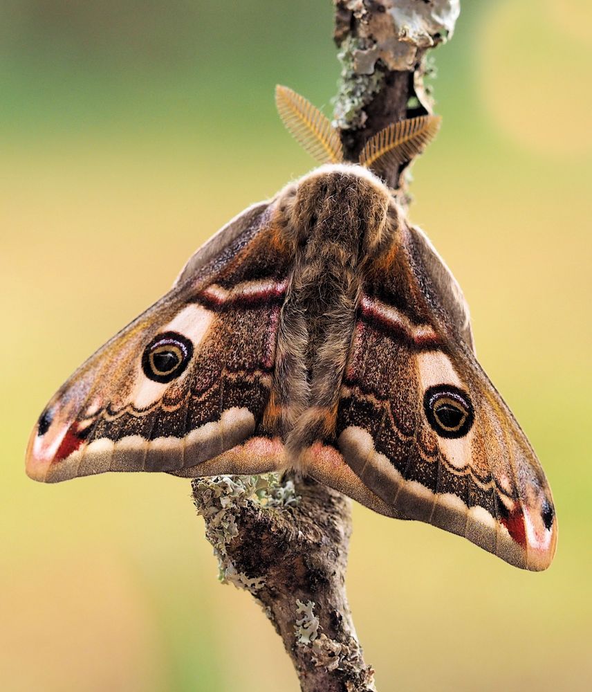 Schätzchen… Foto & Bild | makro, insekten, tiere Bilder auf fotocommunity