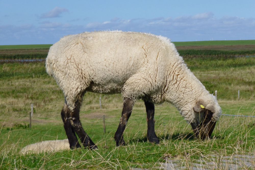 Schaf Foto & Bild | tiere, wildlife, natur Bilder auf fotocommunity