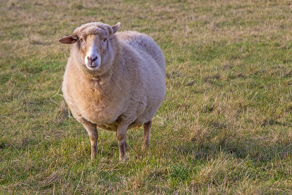 Schaf Foto & Bild | schaf, natur, tier Bilder auf fotocommunity