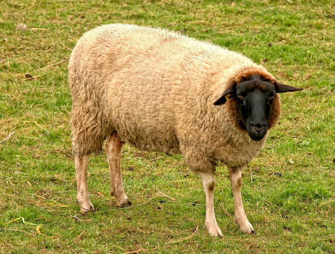 Schaf Foto & Bild | tiere, haustiere, sonstige Bilder auf fotocommunity