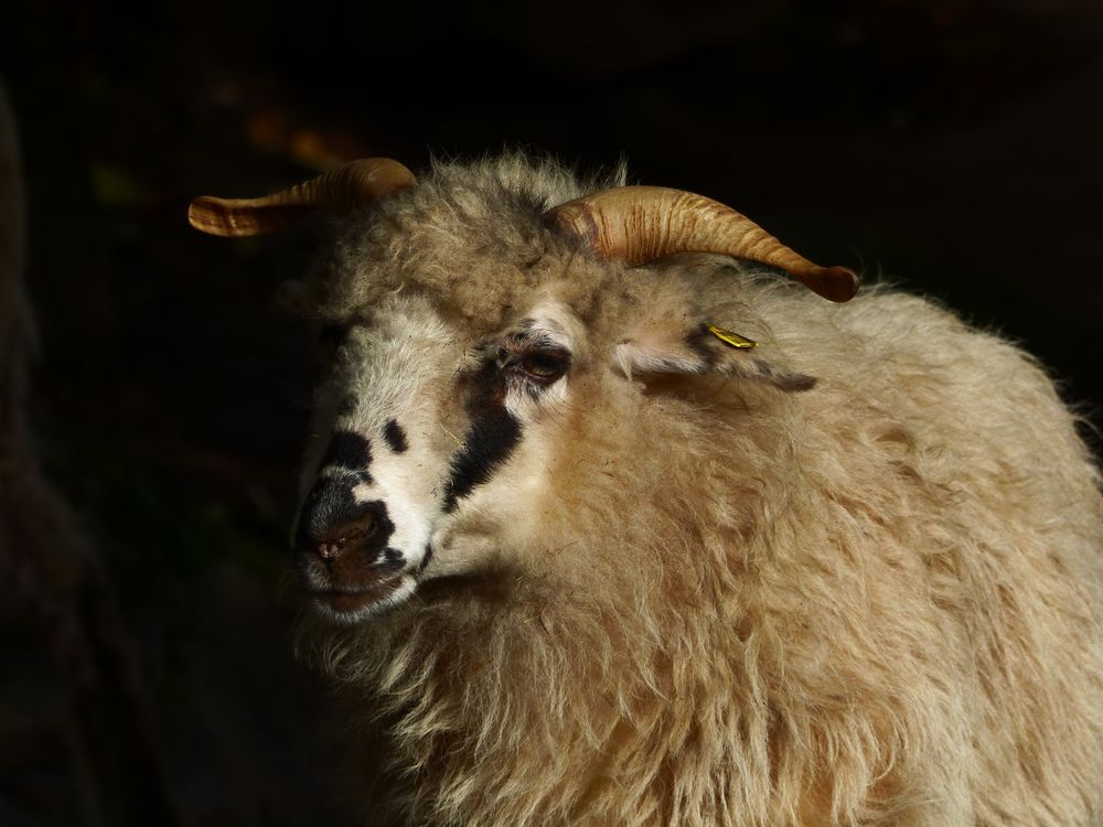 Schaf ----- Foto & Bild | tiere, haustiere, nutztiere Bilder auf ...