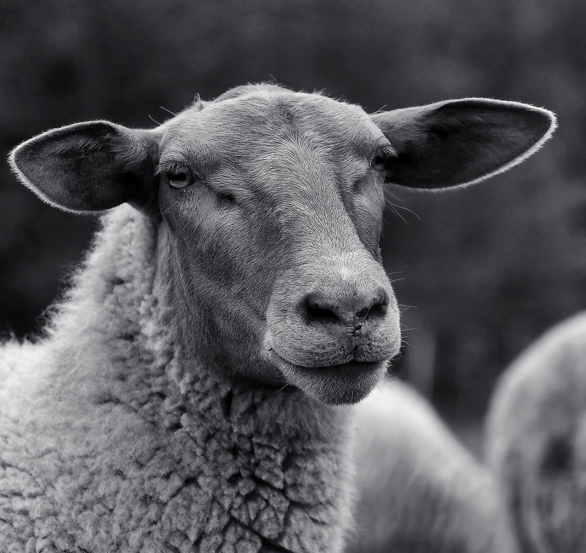 Schaf Foto & Bild | natur, nahaufnahme, tiere Bilder auf fotocommunity