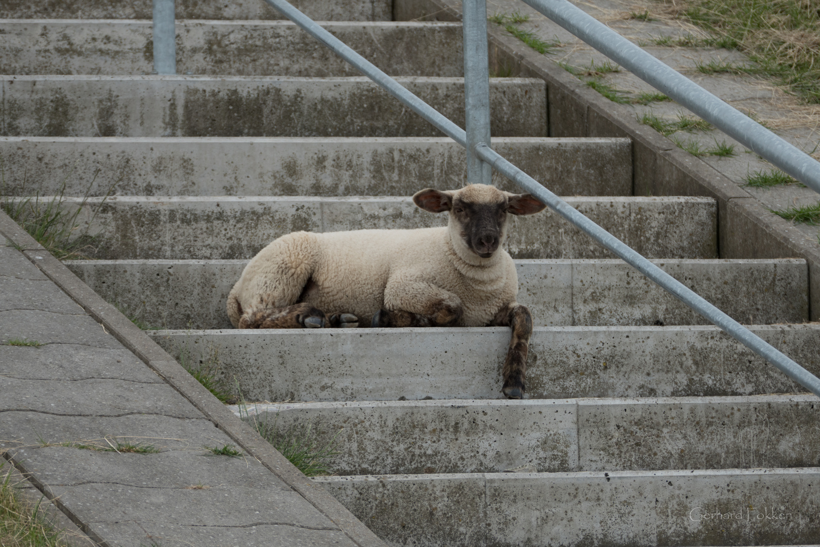 Schaf Foto & Bild | schaf, natur, nordsee Bilder auf fotocommunity