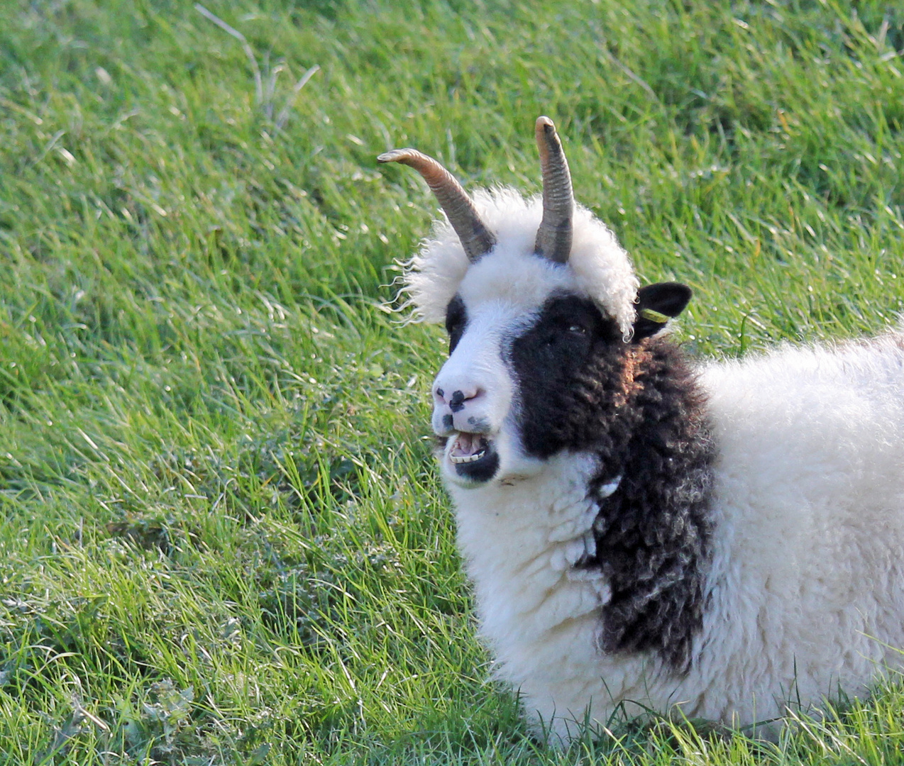 Schaf Foto And Bild Natur Schwarz Weiß Sheep Bilder Auf Fotocommunity