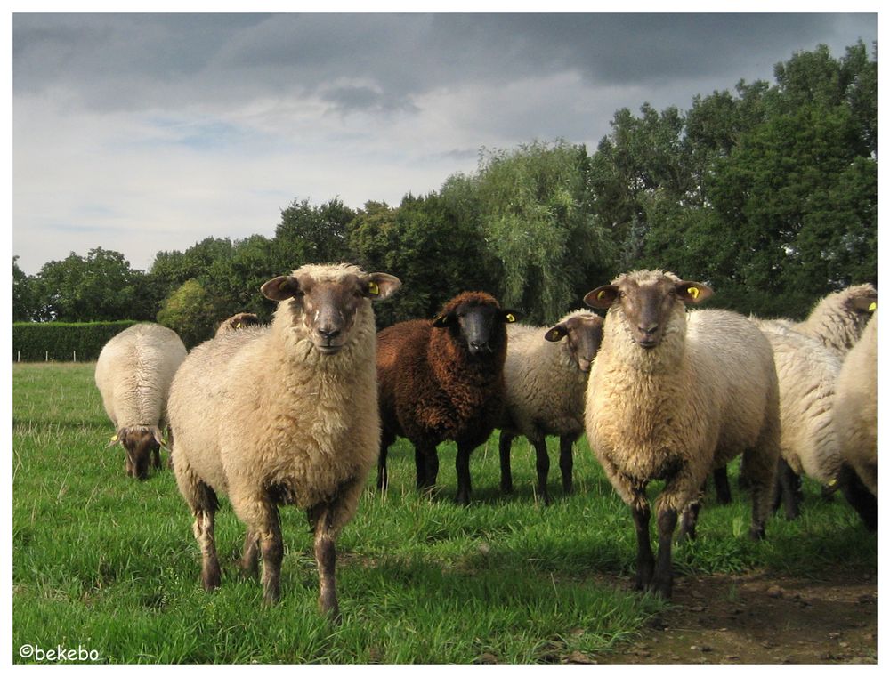 Schafe Foto & Bild | natur, landschaft, tiere Bilder auf fotocommunity