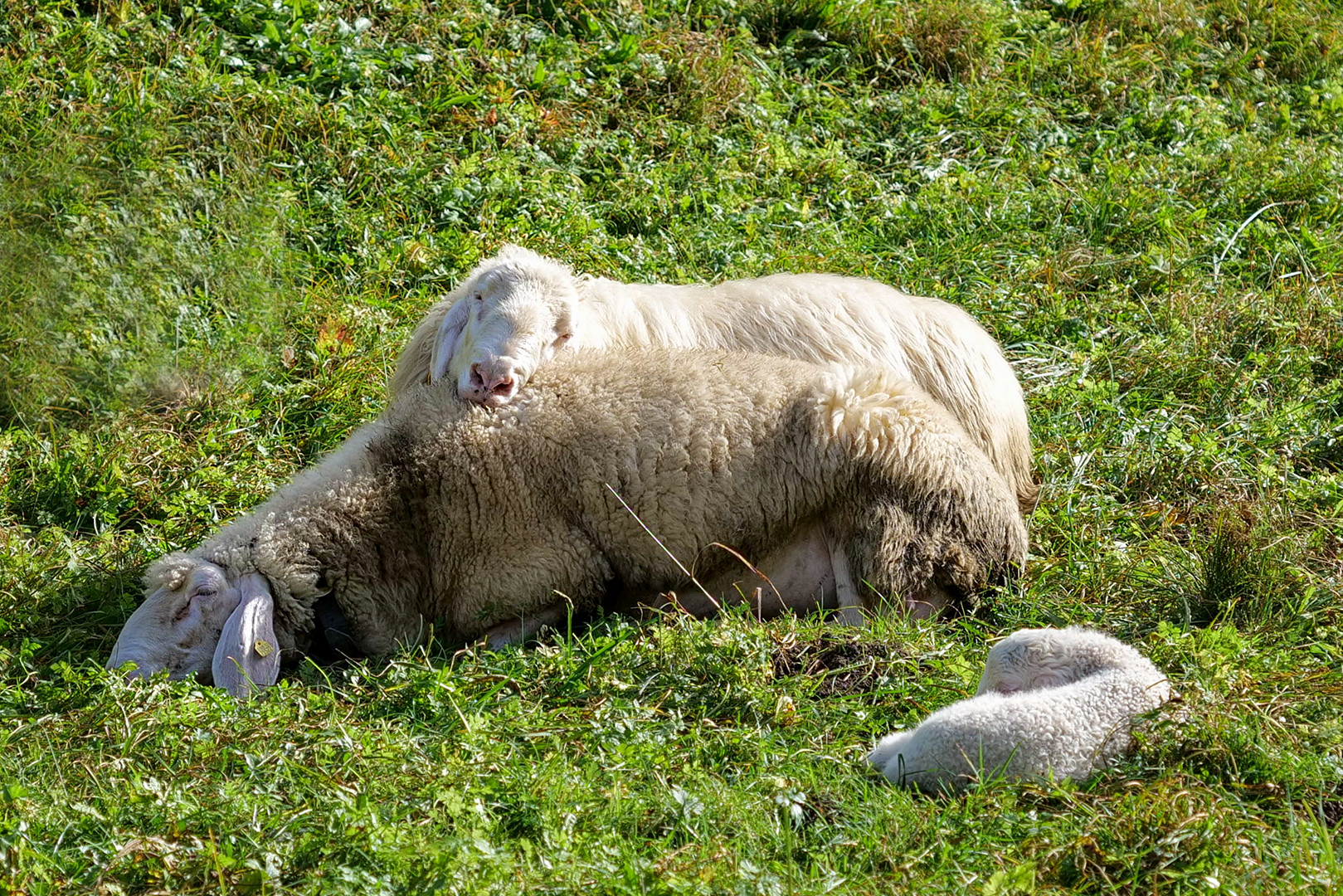 Schafe Foto & Bild | deutschland, europe, bayern Bilder auf fotocommunity