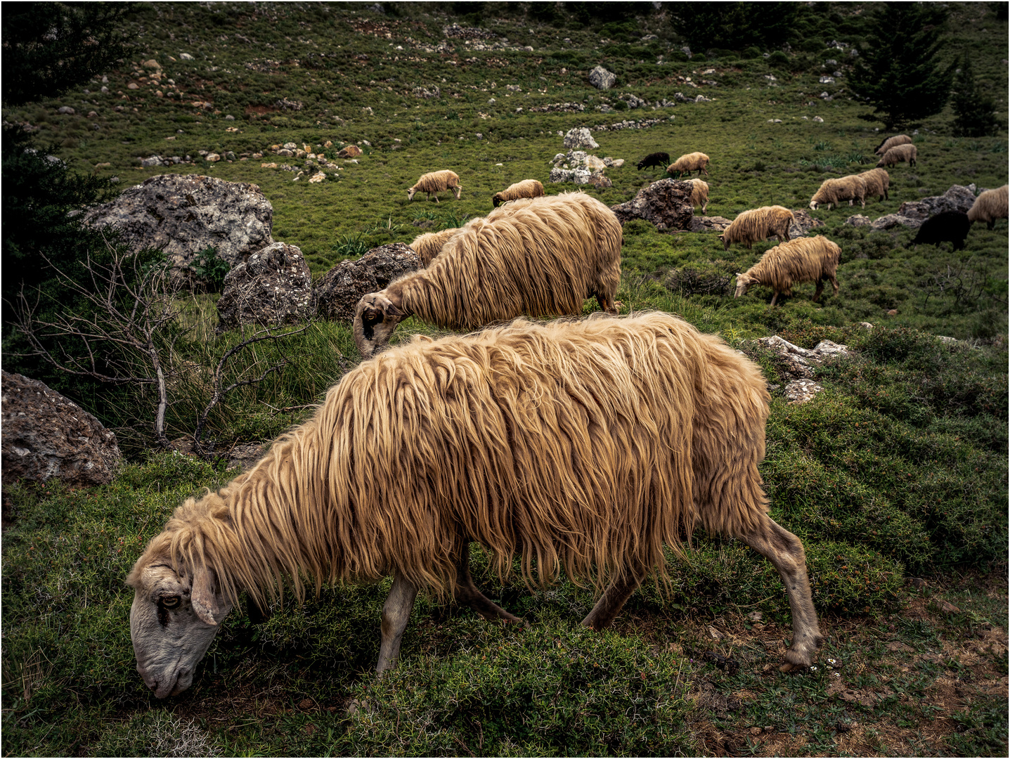 Schafe, 2 Foto & Bild | europe, greece, tiere Bilder auf fotocommunity
